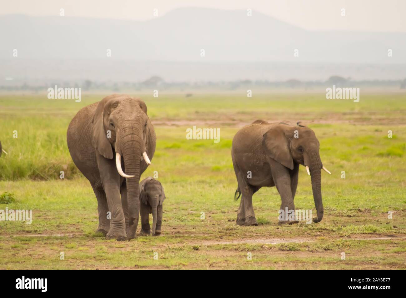 Elephant front view isolated hi-res stock photography and images - Alamy