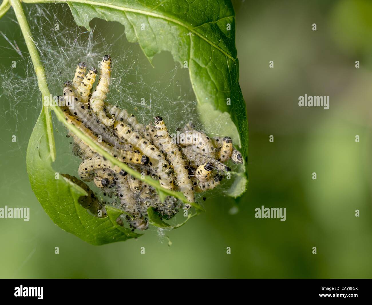 Community of caterpillars hi-res stock photography and images - Alamy