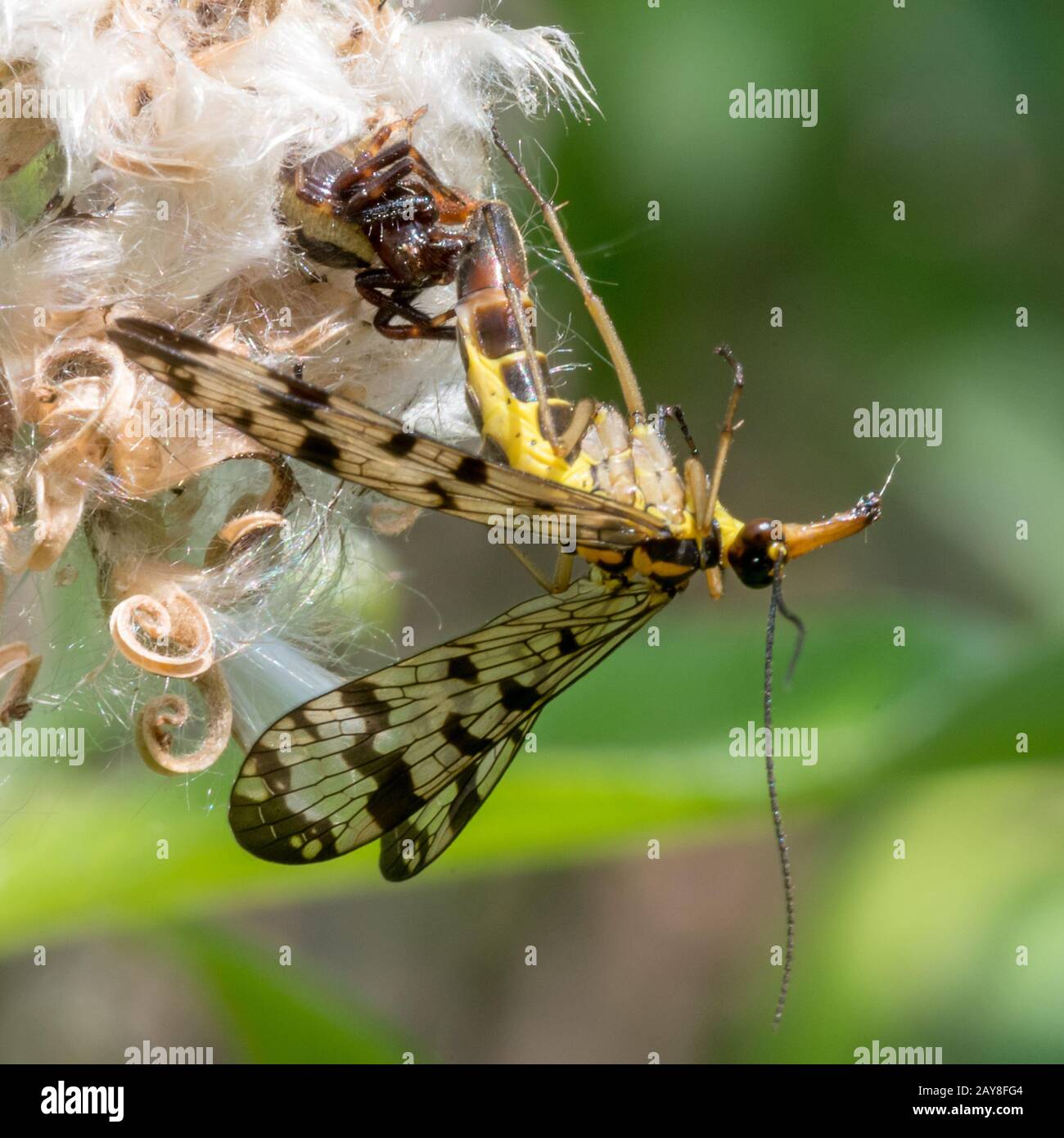 Scorpion Fly Insect Predator High Resolution Stock Photography and ...