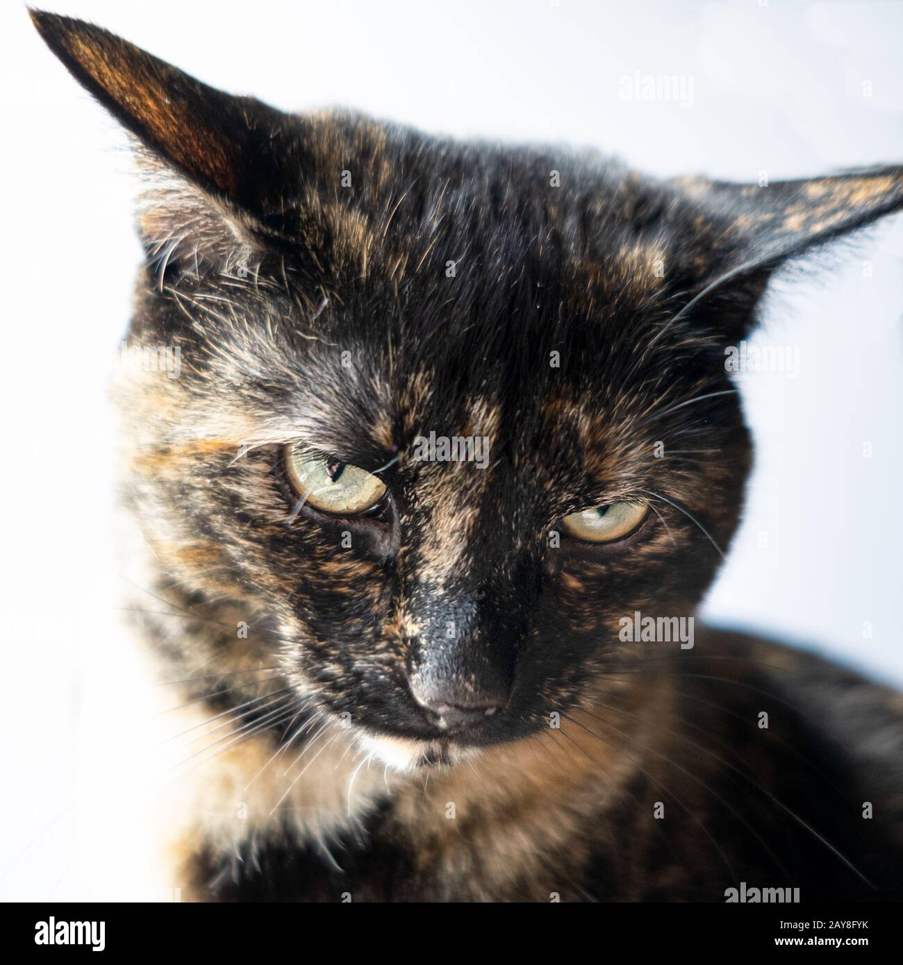 Isolated portrait of a tortoiseshell cat with an expression on her face ...