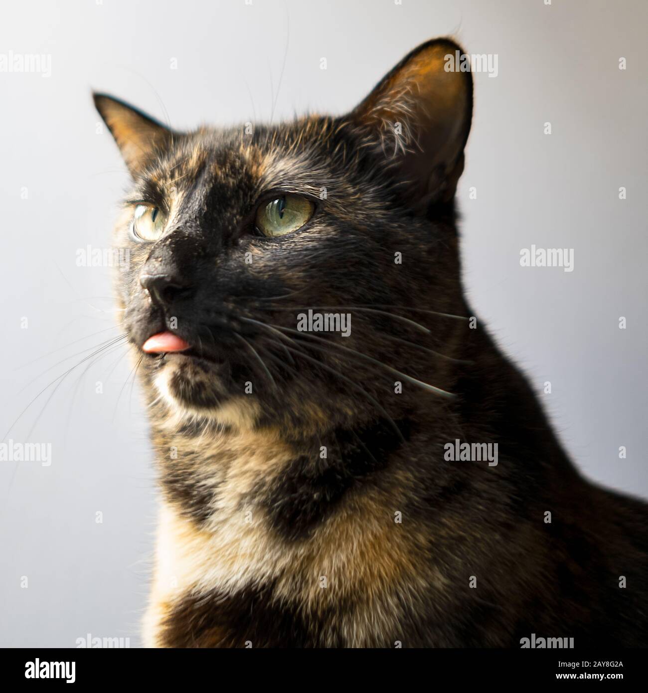 Isolated portrait of a tortoiseshell cat with an expression on her face ...