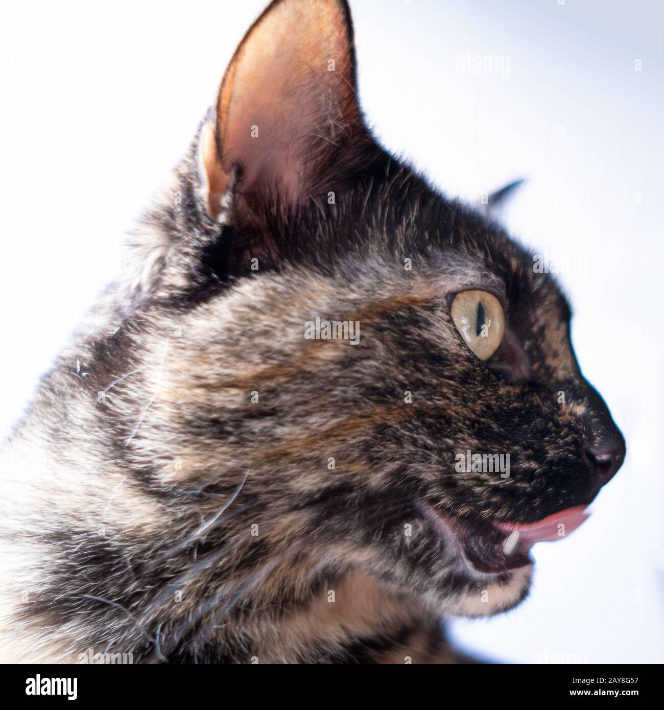 Isolated portrait of a tortoiseshell cat with an expression on her face ...