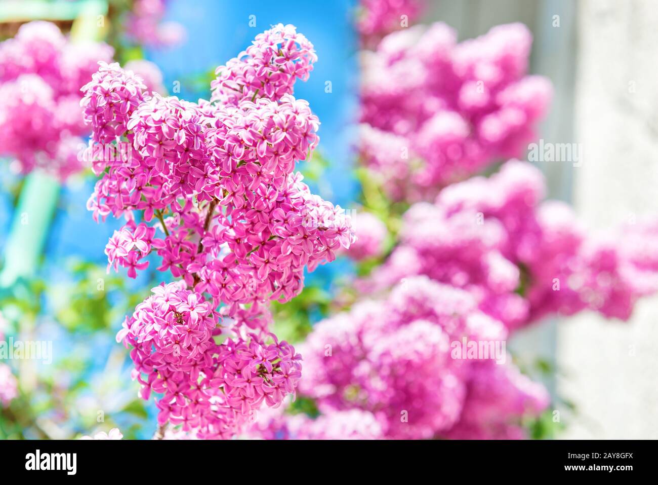Beautiful purple flower branch hi-res stock photography and images - Alamy