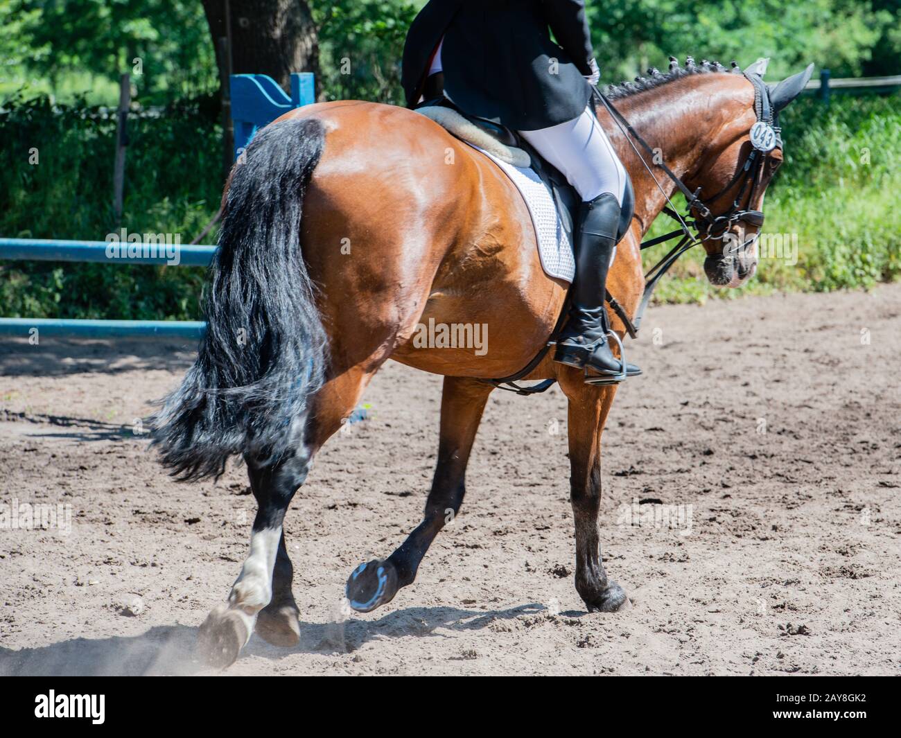 Equestrian discipline hi-res stock photography and images - Alamy