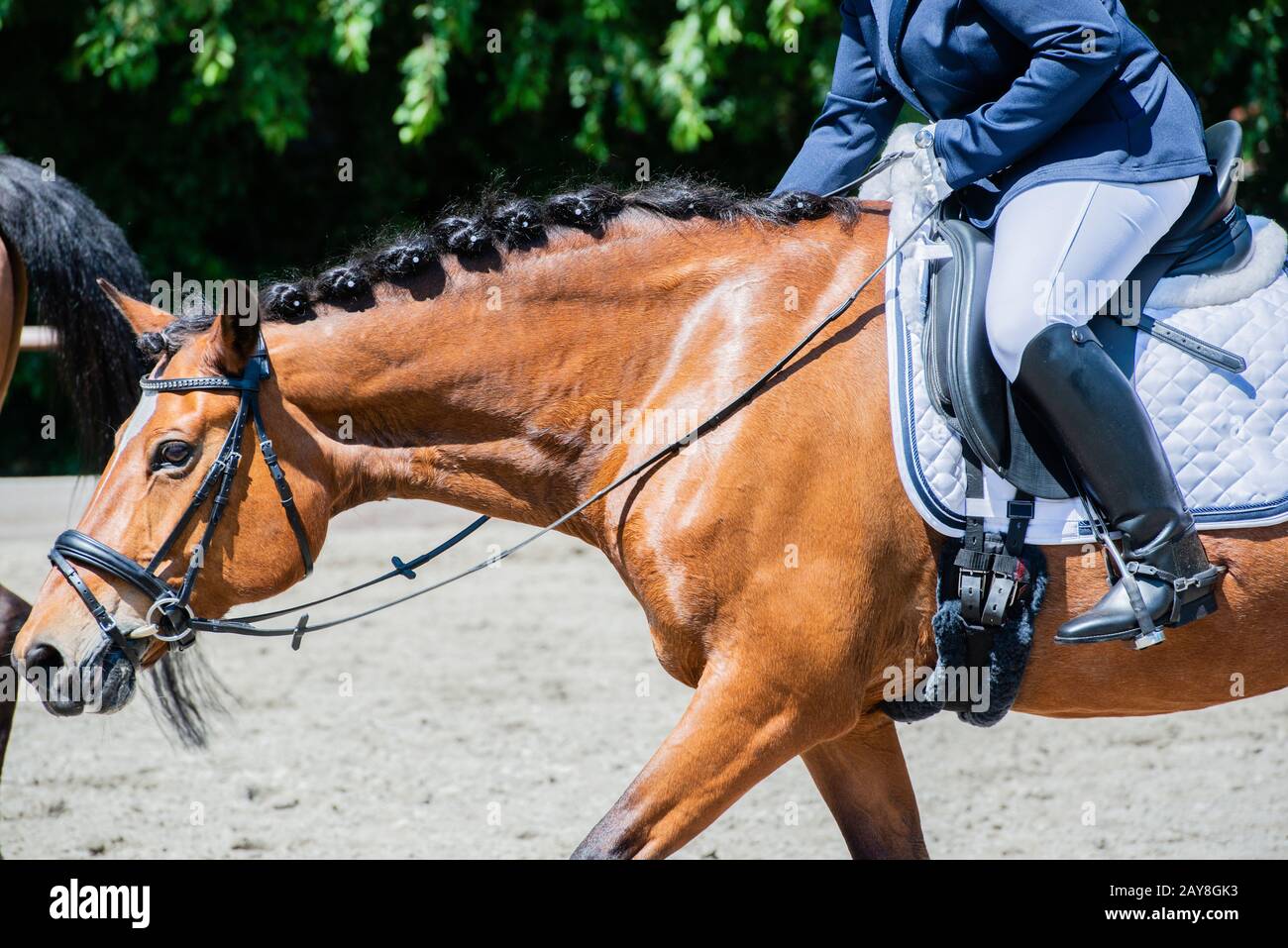 Dressage equestrian hi-res stock photography and images - Alamy