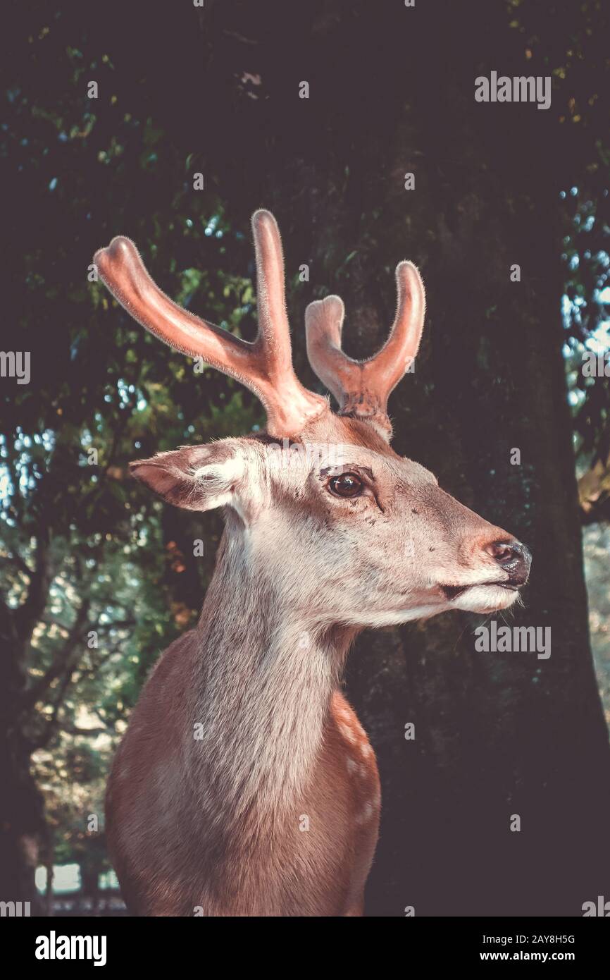 Sika deer in Nara Park forest, Japan Stock Photo - Alamy