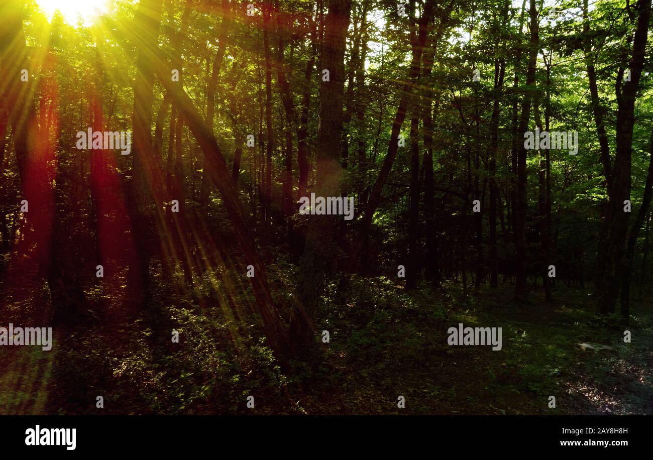 The sun trees hi-res stock photography and images - Alamy