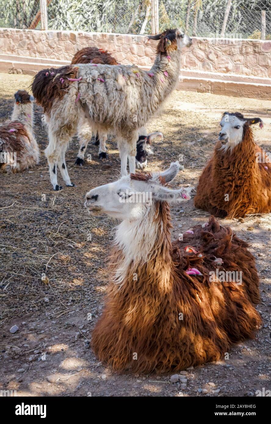 Lamas in farm hi-res stock photography and images - Alamy