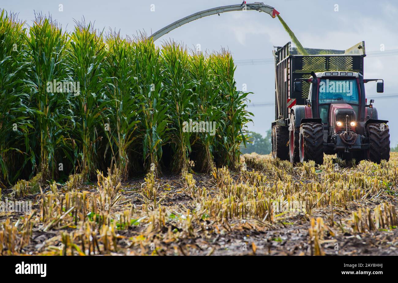Corn harvest, corn forage harvester in action, harvest truck with ...