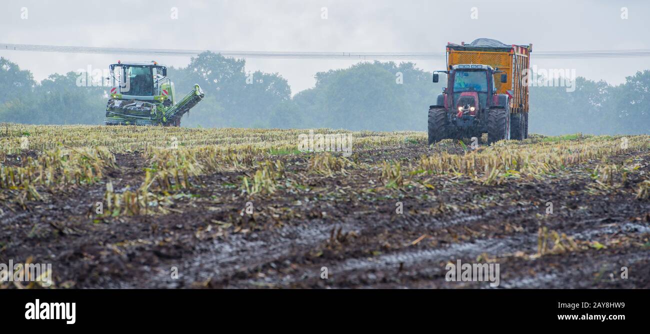 Corn harvest, corn forage harvester in action, harvest truck with ...