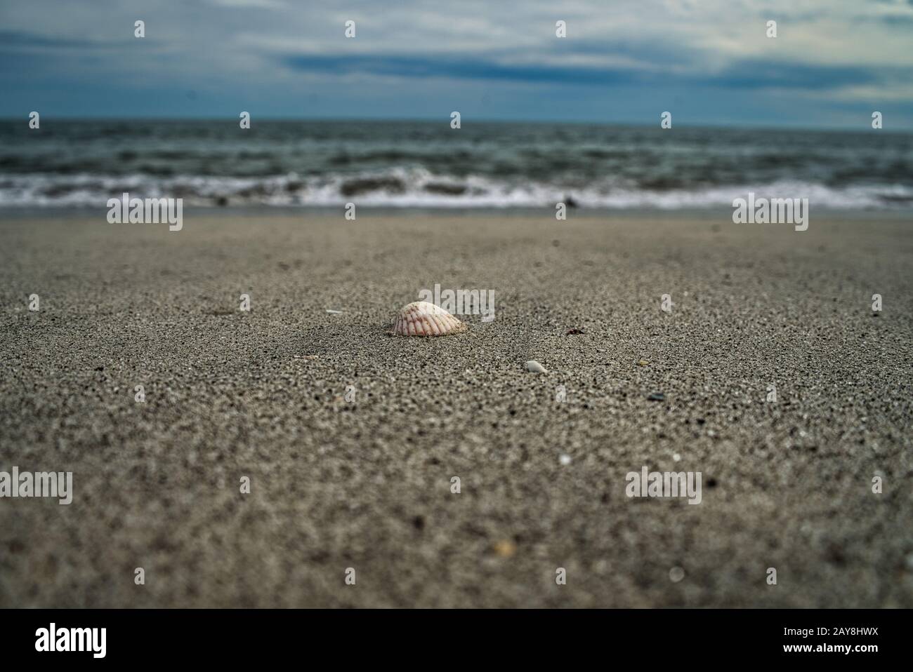 Focus on a shell at the beach with horizon and ocean in background ...