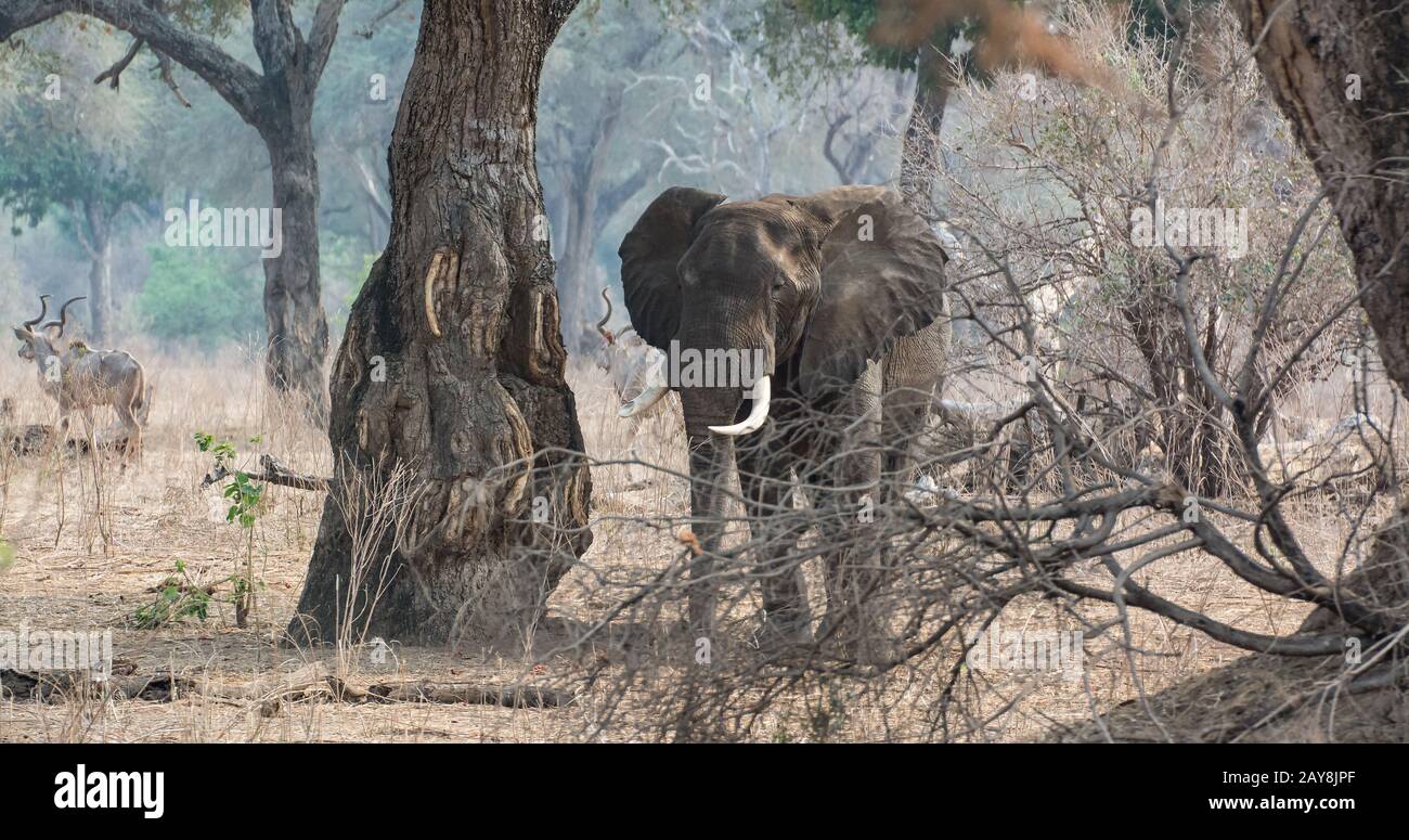 Elephants in the savanna of in Zimbabwe, South Africa Stock Photo - Alamy