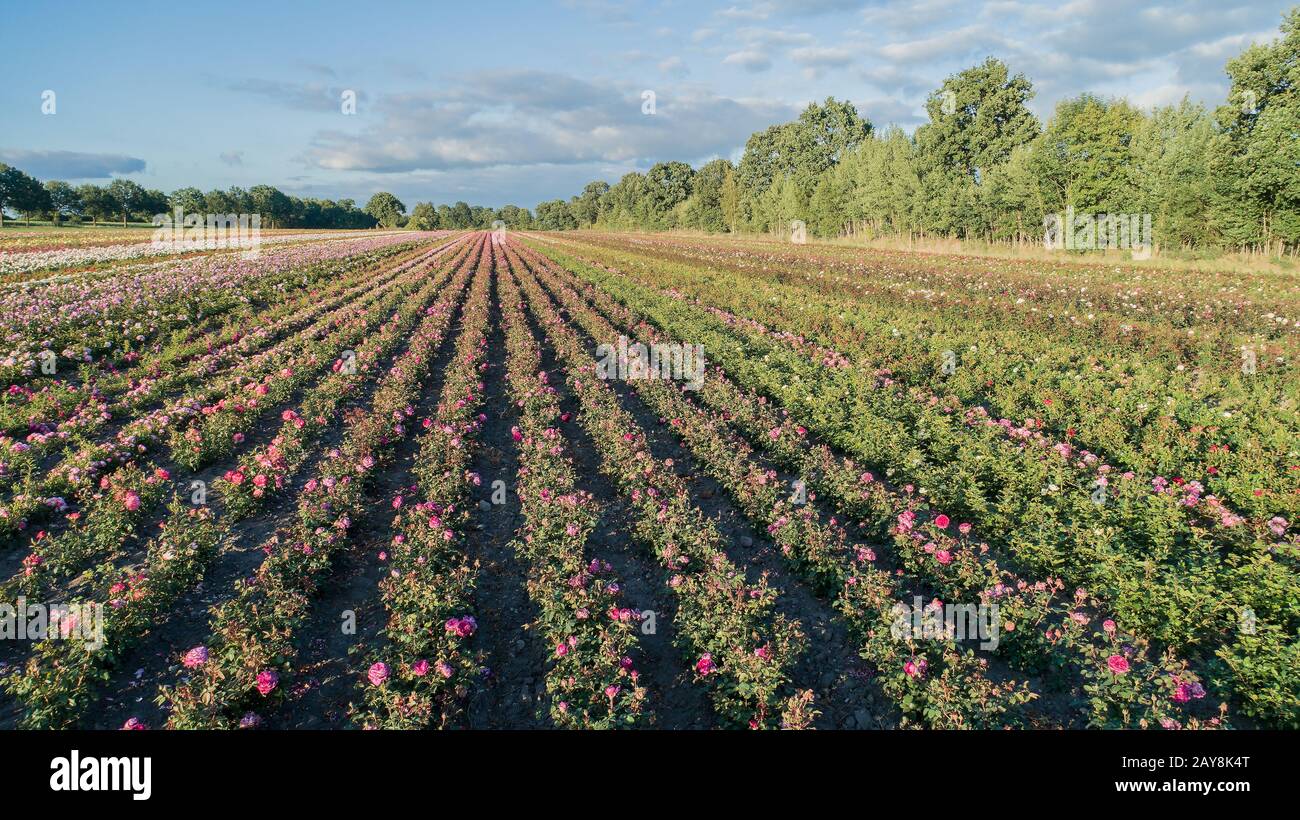 Rose breeding hi-res stock photography and images - Alamy