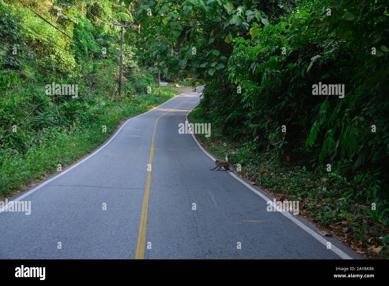 Monkey street hi-res stock photography and images - Alamy