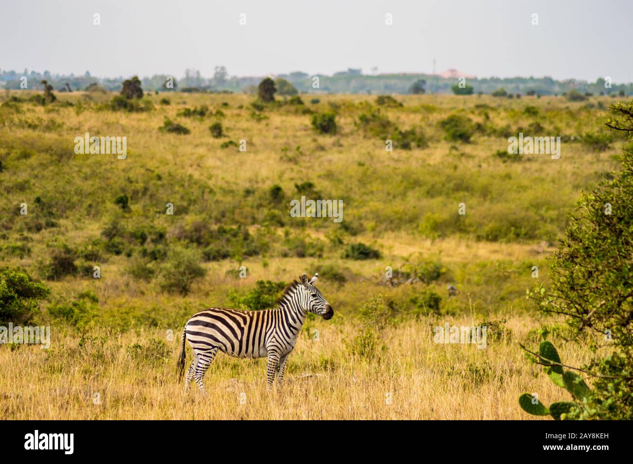Nairobi pattern hi-res stock photography and images - Alamy