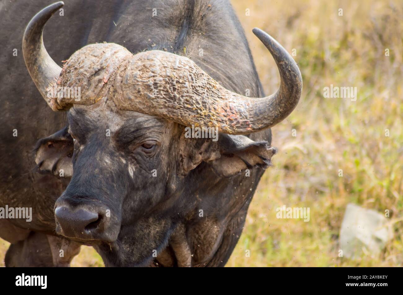 Isolated buffalo in the savannah countryside of Nairobi Stock Photo - Alamy