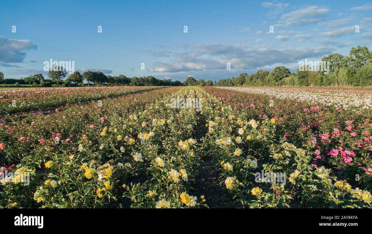 Aerial view of colorful rose fields Stock Photo - Alamy