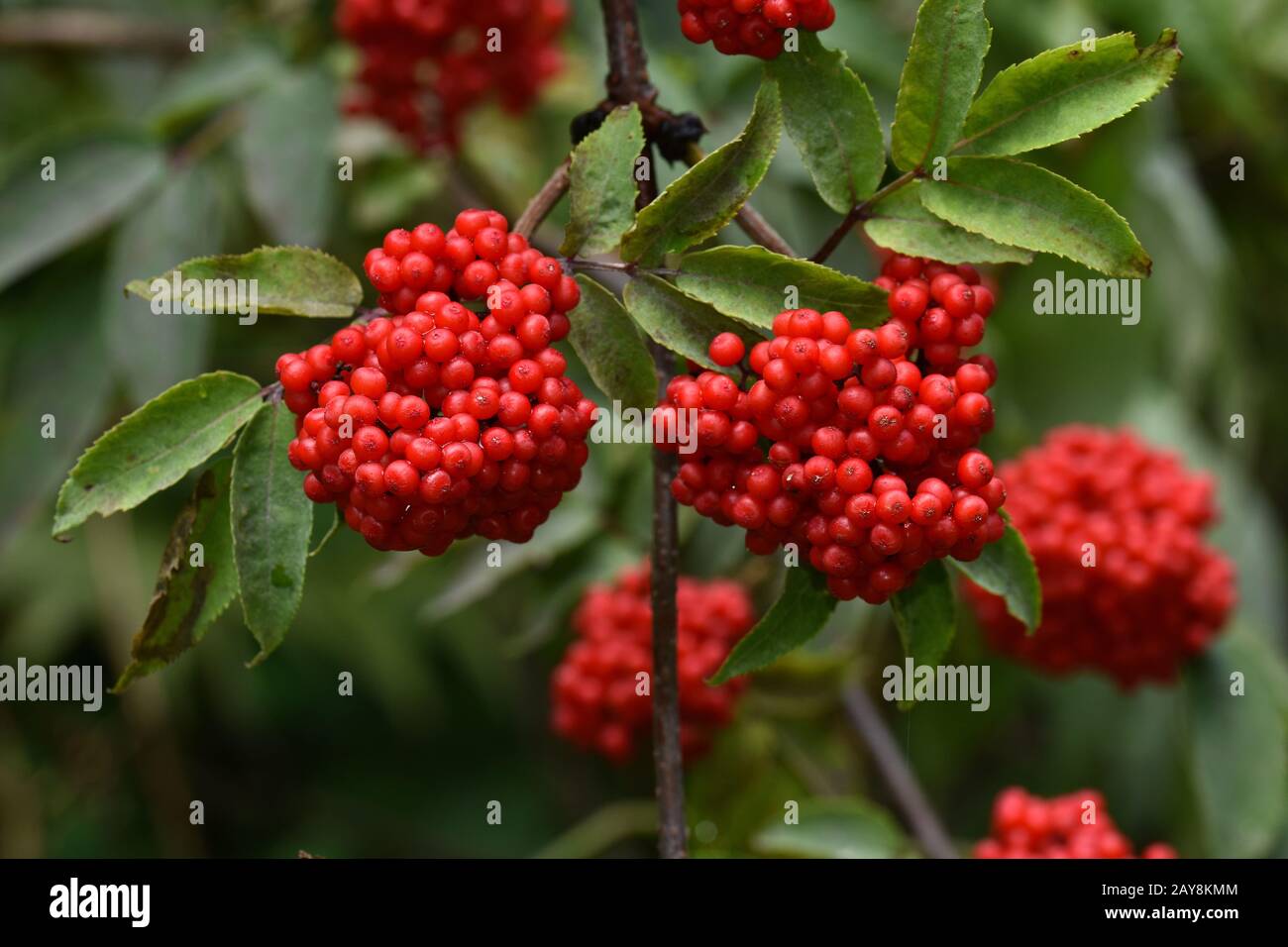 European elder hi-res stock photography and images - Alamy