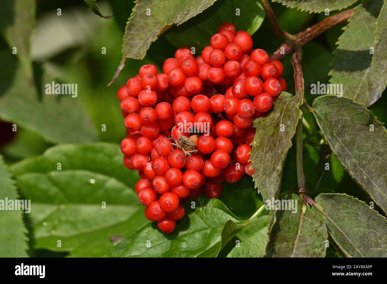 European elder hi-res stock photography and images - Alamy