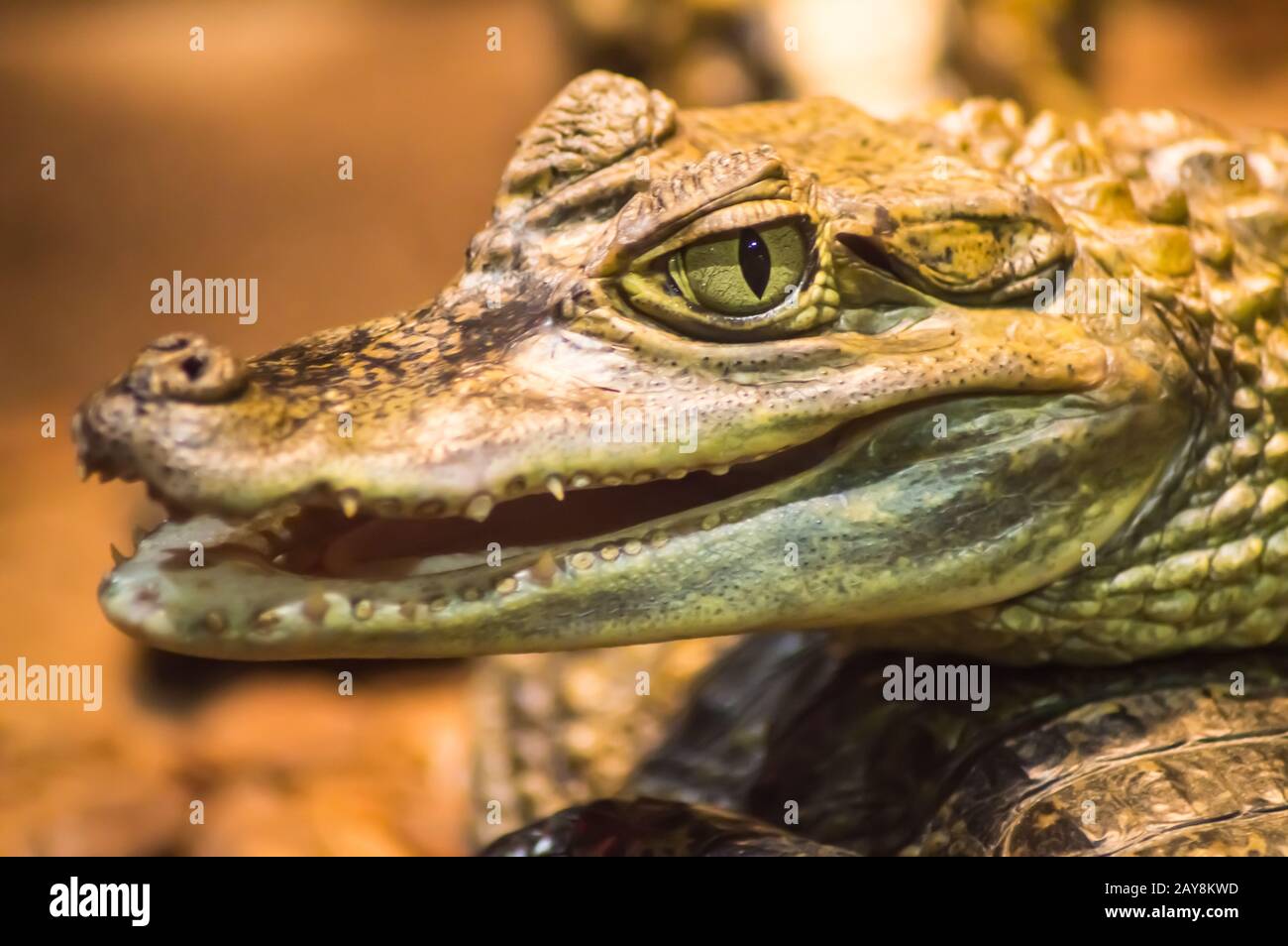 Close up on the head of a caiman Stock Photo - Alamy