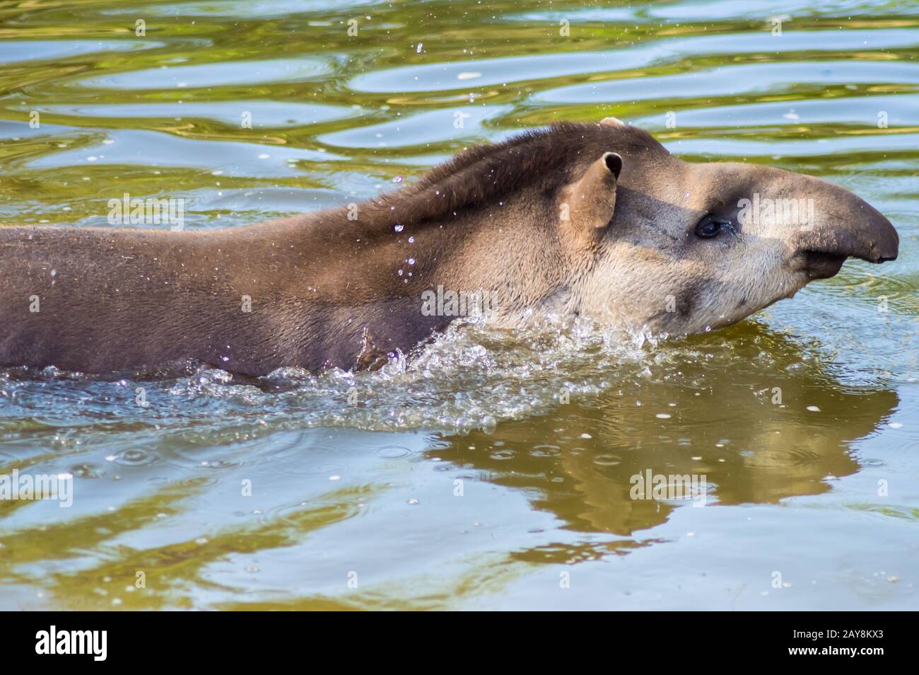 Tapir who is swimming in the water with his head out of the water in a ...