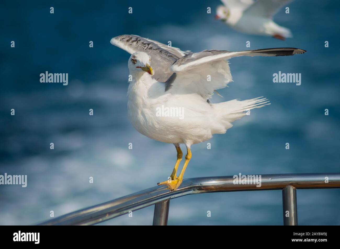 Seagull posing on the safety bar of a boat with spread wings Stock ...