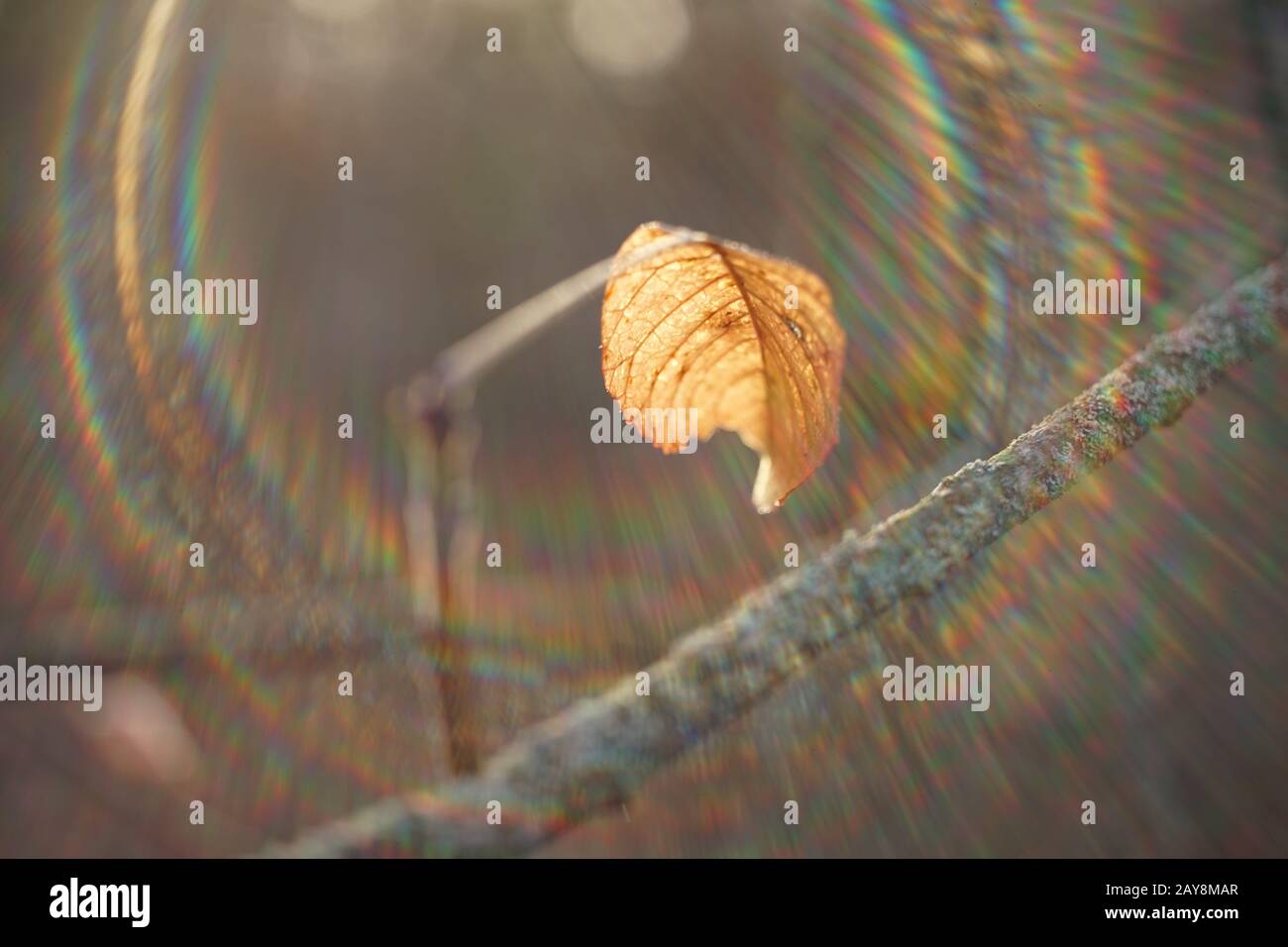 Autumn leaf on a branch in a sunny forest. Solar spectrum Stock Photo ...