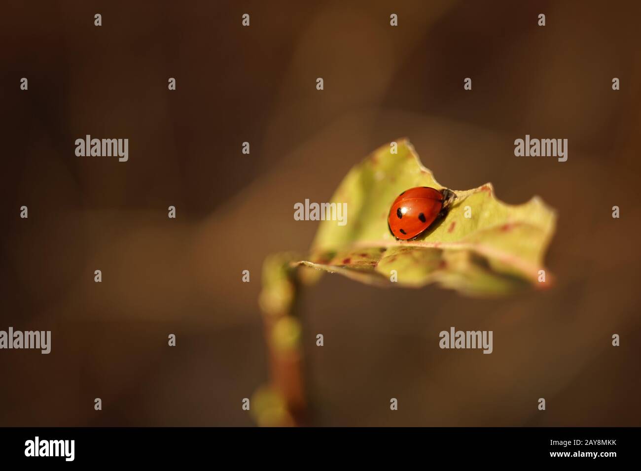 Ladybug at rest hi-res stock photography and images - Alamy
