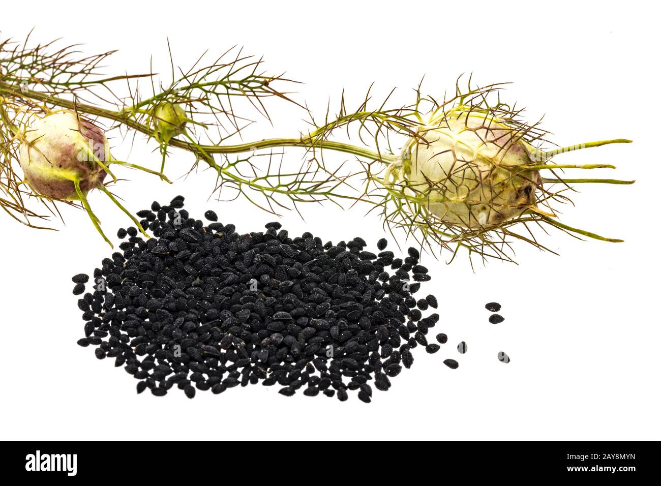 Leaves pods Cut Out Stock Images & Pictures - Alamy