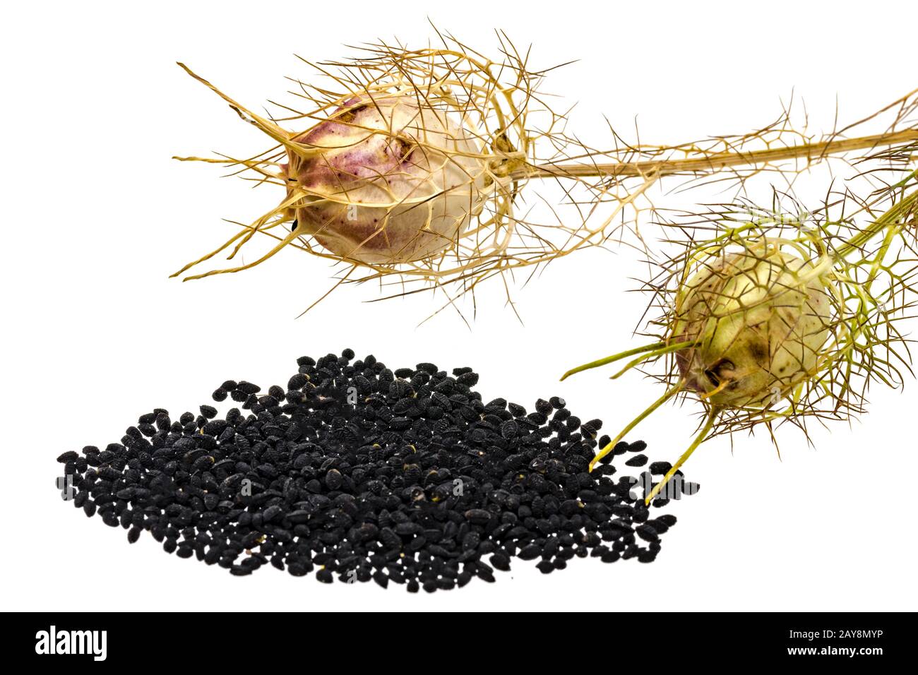 Leaves pods Cut Out Stock Images & Pictures - Alamy