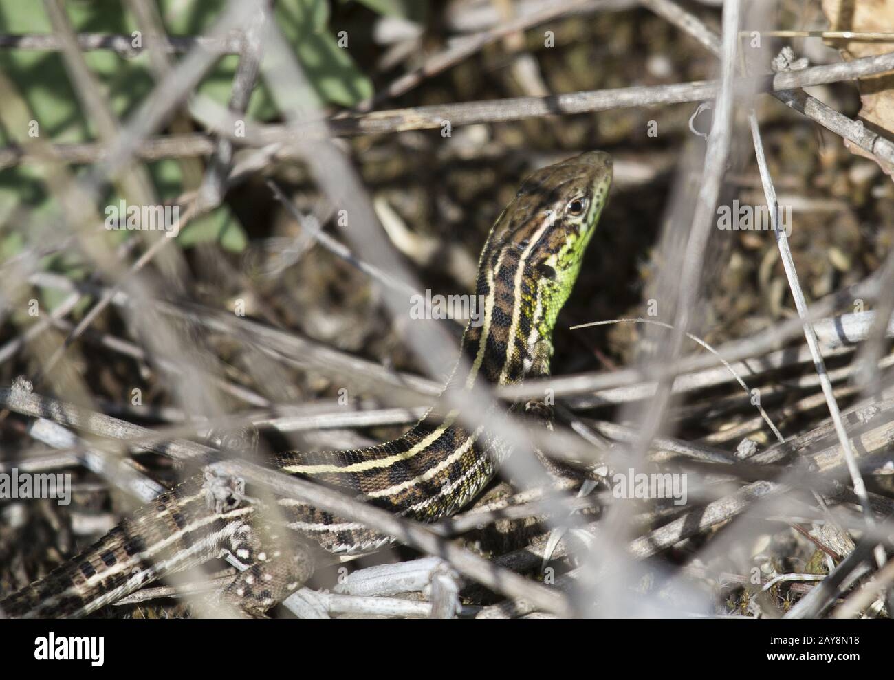 Military airfield, Big Shiraki, Lizard, Georgia Stock Photo - Alamy