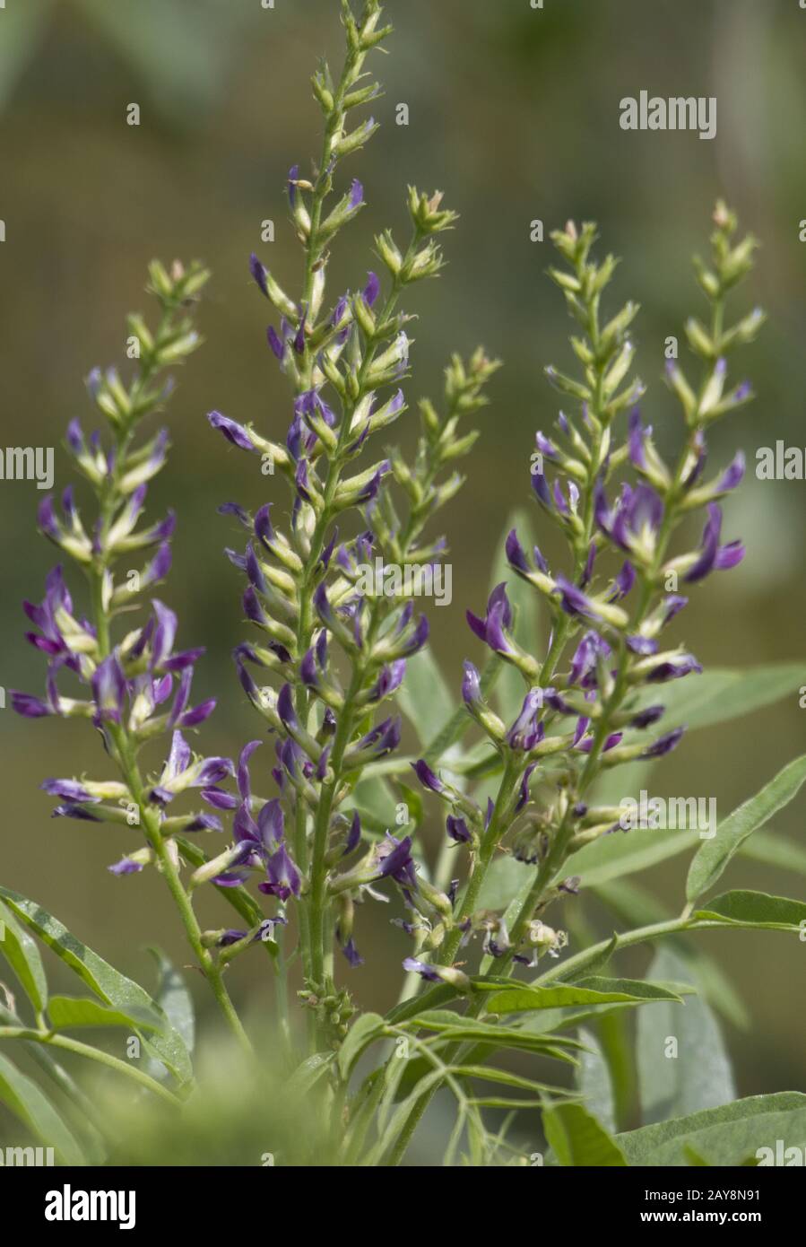 Chachuna Managed Nature Reserve, Flower, Georgia Stock Photo - Alamy