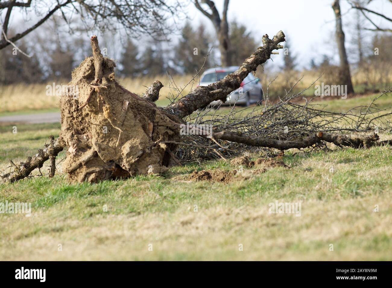 Falling tree limb hi-res stock photography and images - Alamy