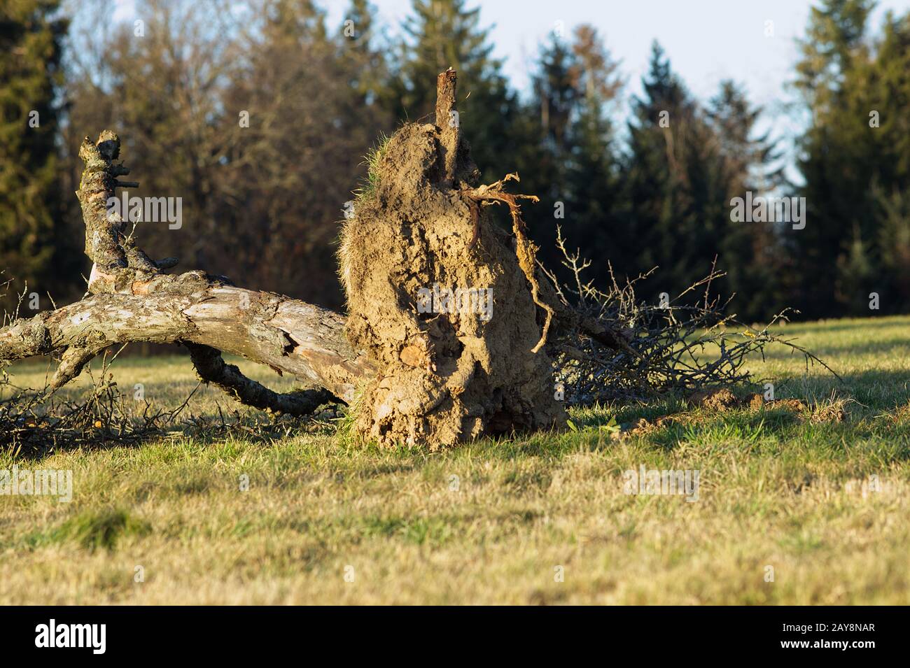 Rain damage tree roots hi-res stock photography and images - Alamy
