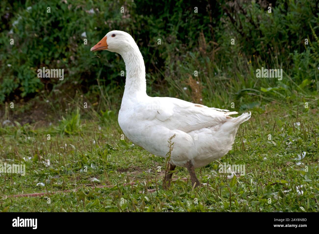 Free running farm bird hi-res stock photography and images - Alamy