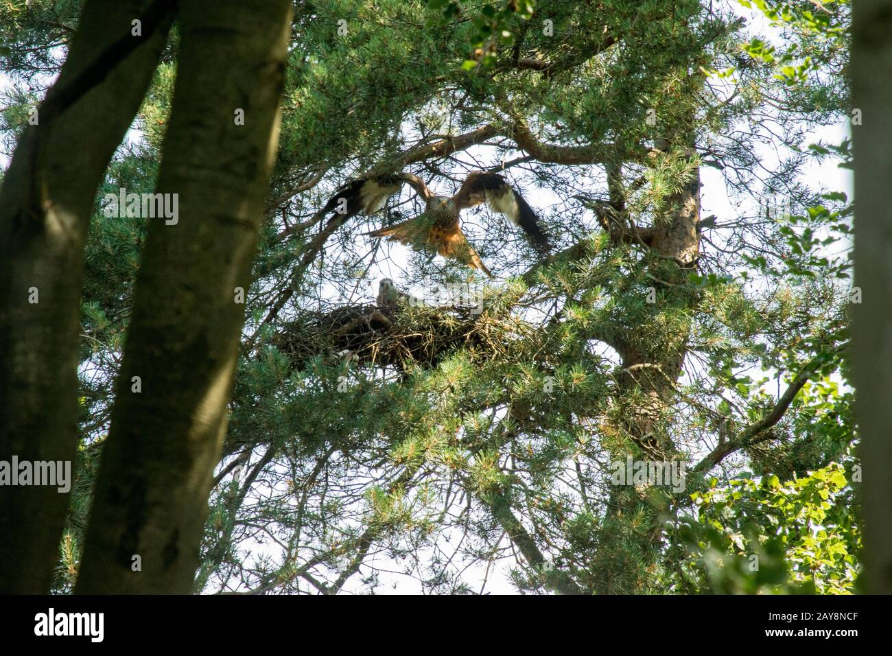Red kite flying in front of nest with chicks Stock Photo - Alamy