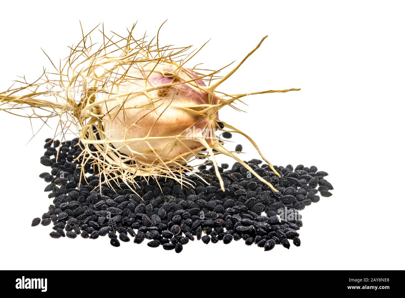 Dried seed pods brown Cut Out Stock Images & Pictures - Alamy