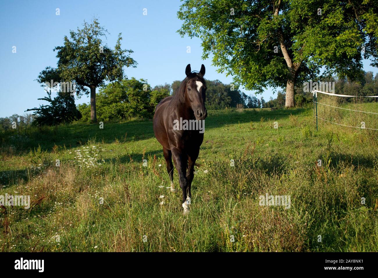 Black horse gallop run free in meadow frontal Stock Photo - Alamy