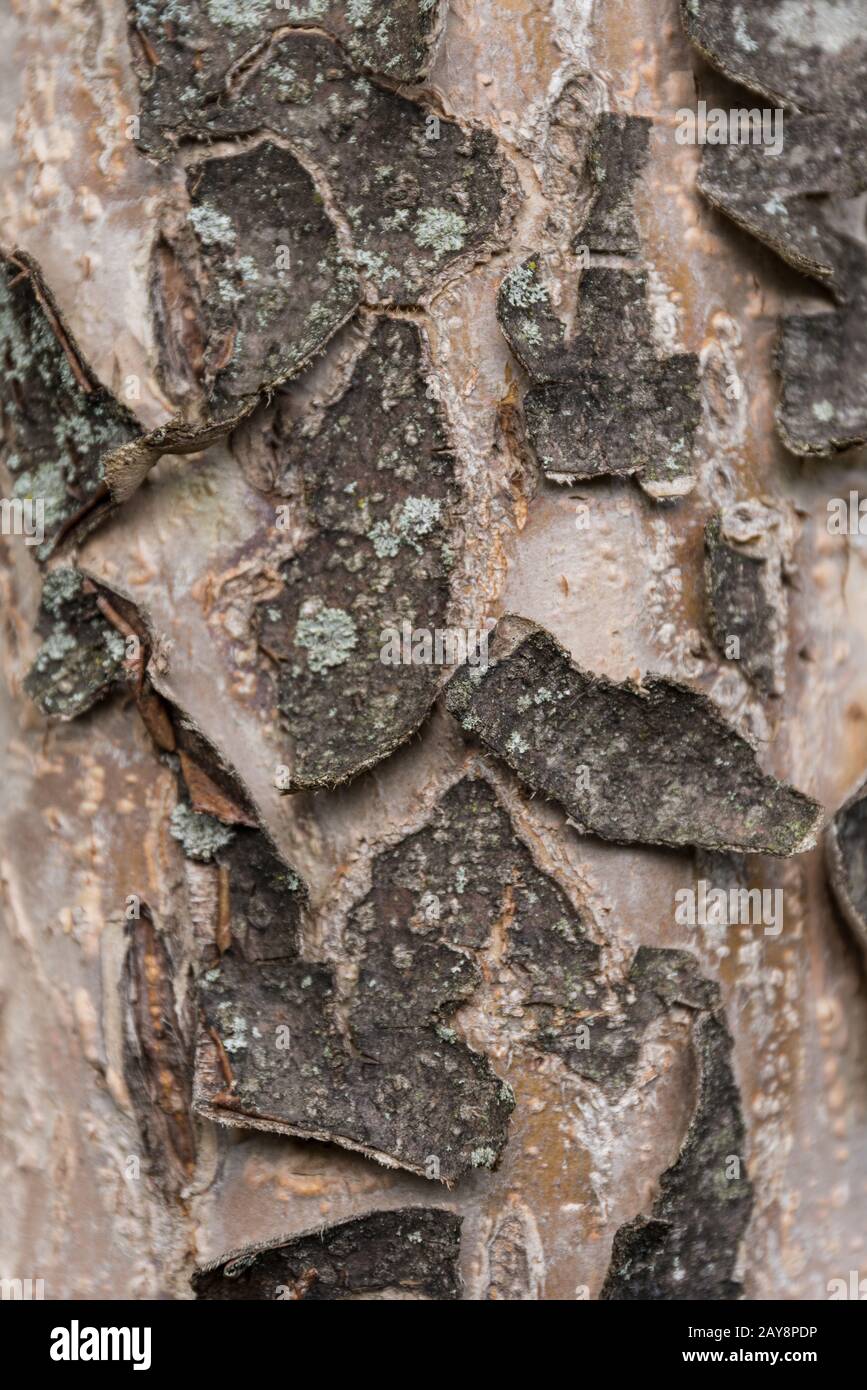 cracked and brittle tree bark - close up Stock Photo - Alamy