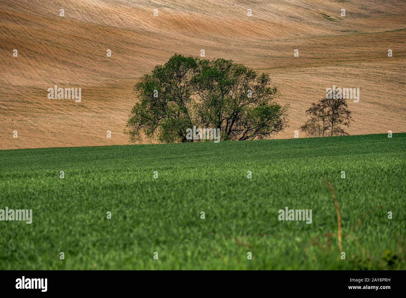 Wavy trees hi-res stock photography and images - Alamy