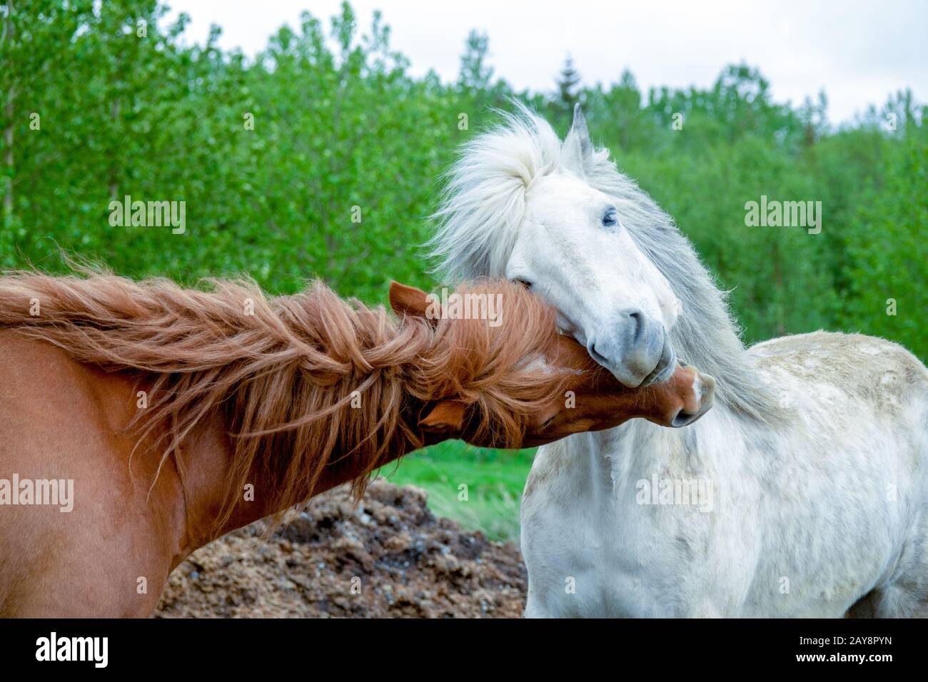 Tolt iceland hi-res stock photography and images - Alamy