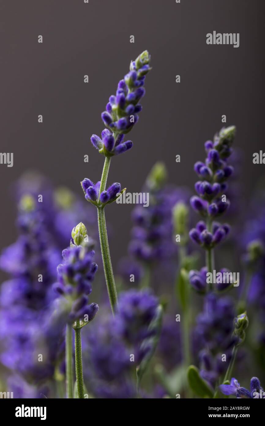 Full bloom lavender hi-res stock photography and images - Alamy