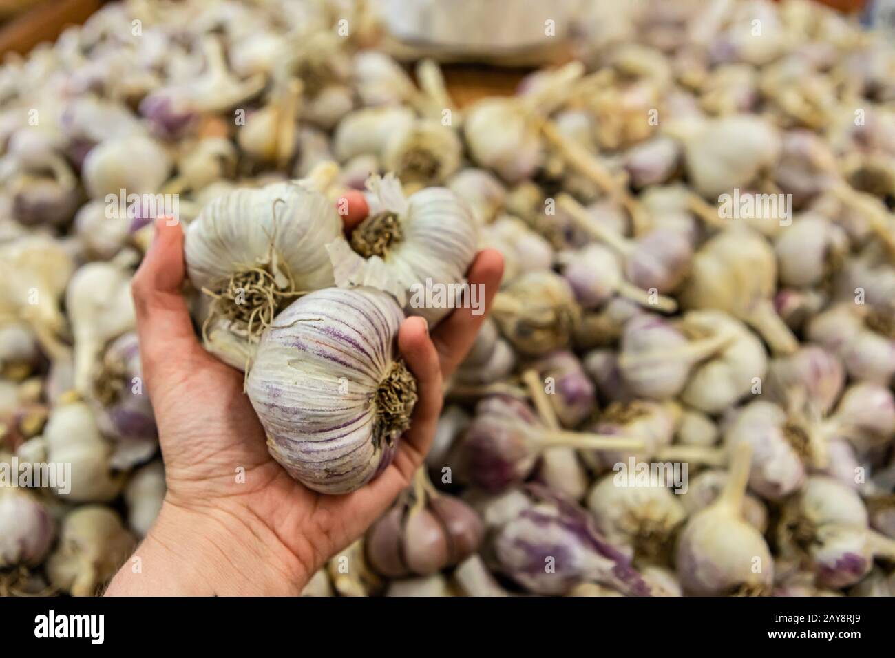 a handful of garlic.man's hand holding three big heads of fresh garlic ...