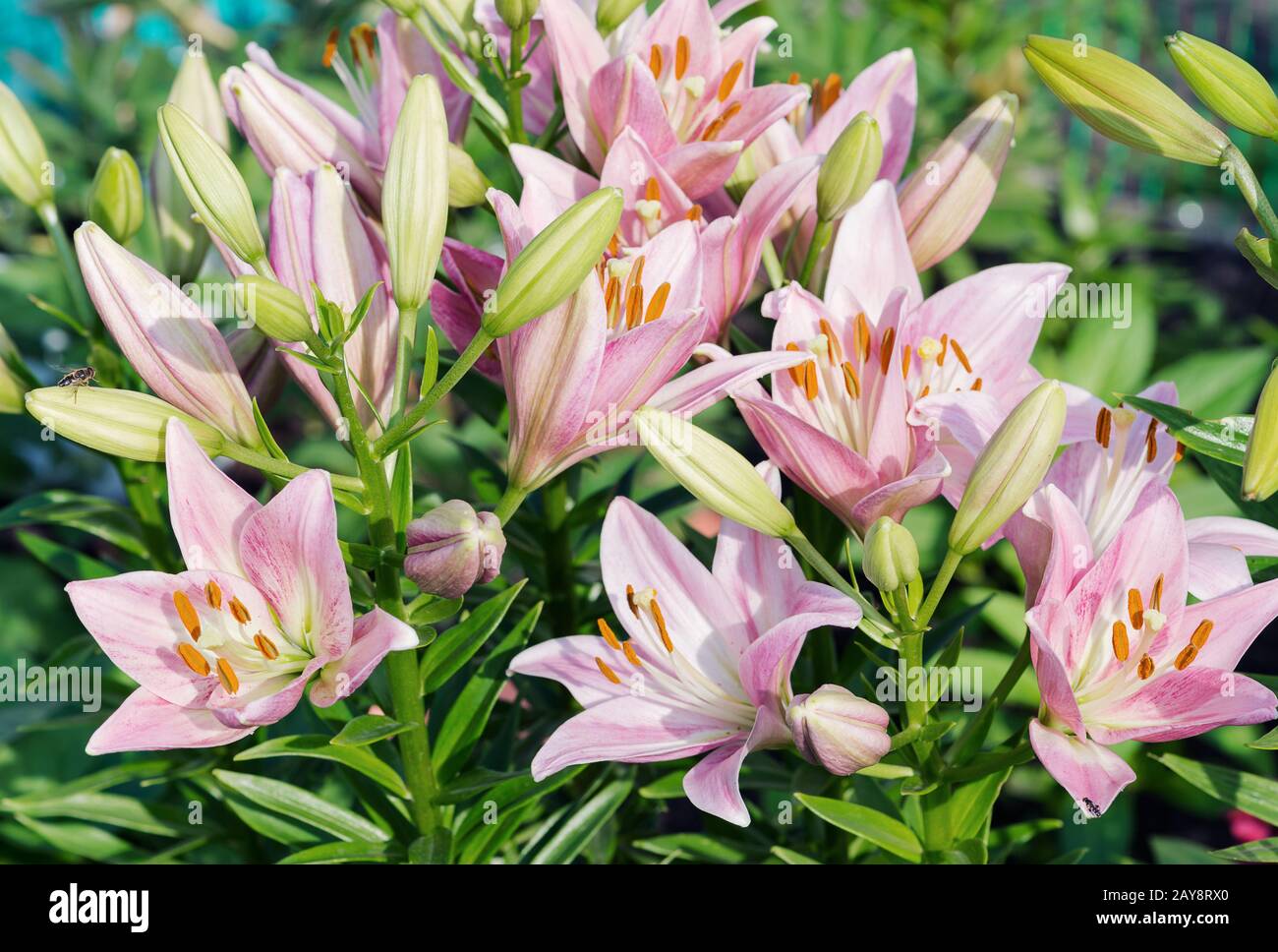 Pink lilies outdoors Stock Photo - Alamy