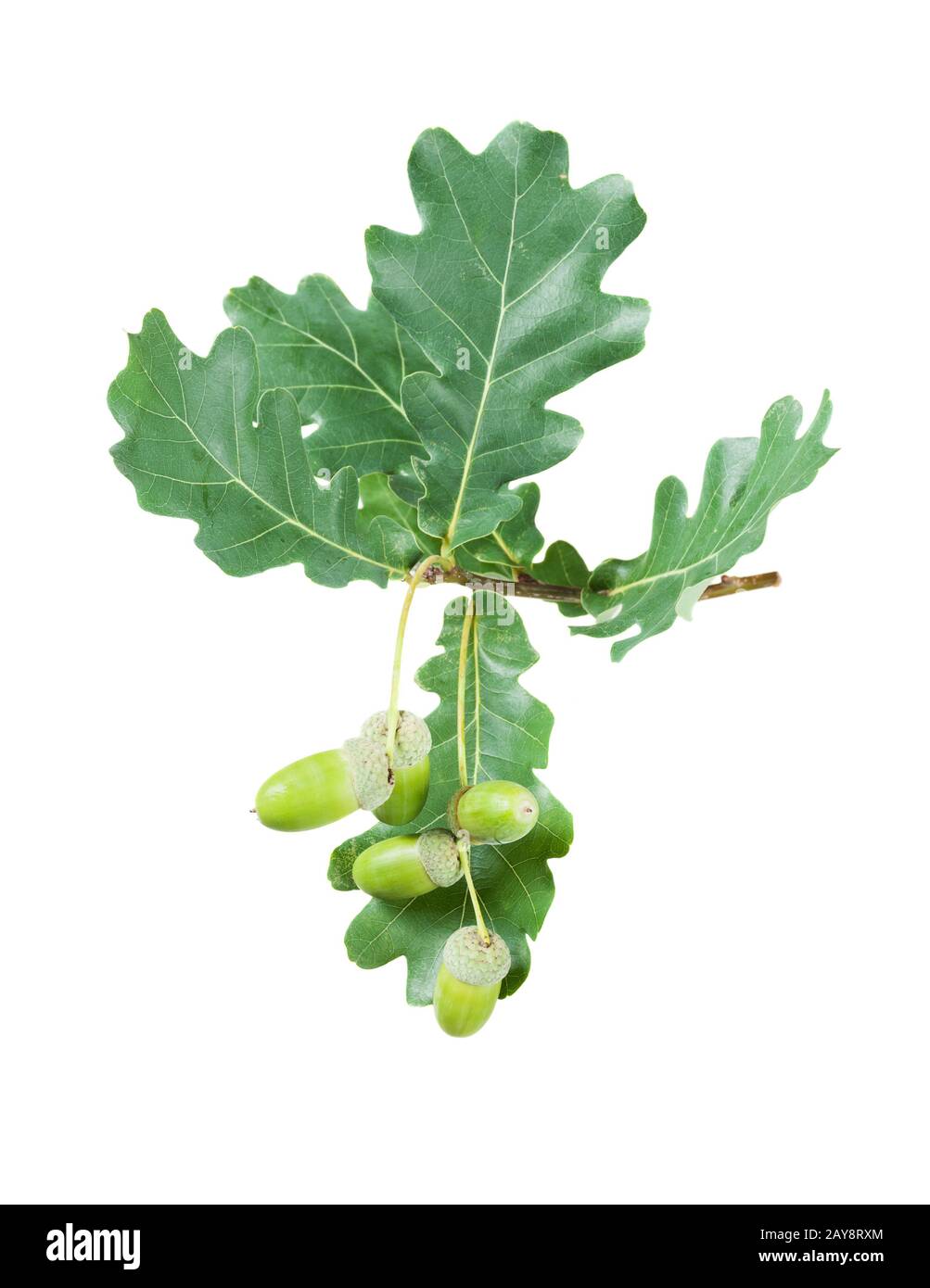 Oak branch on a white background Stock Photo - Alamy