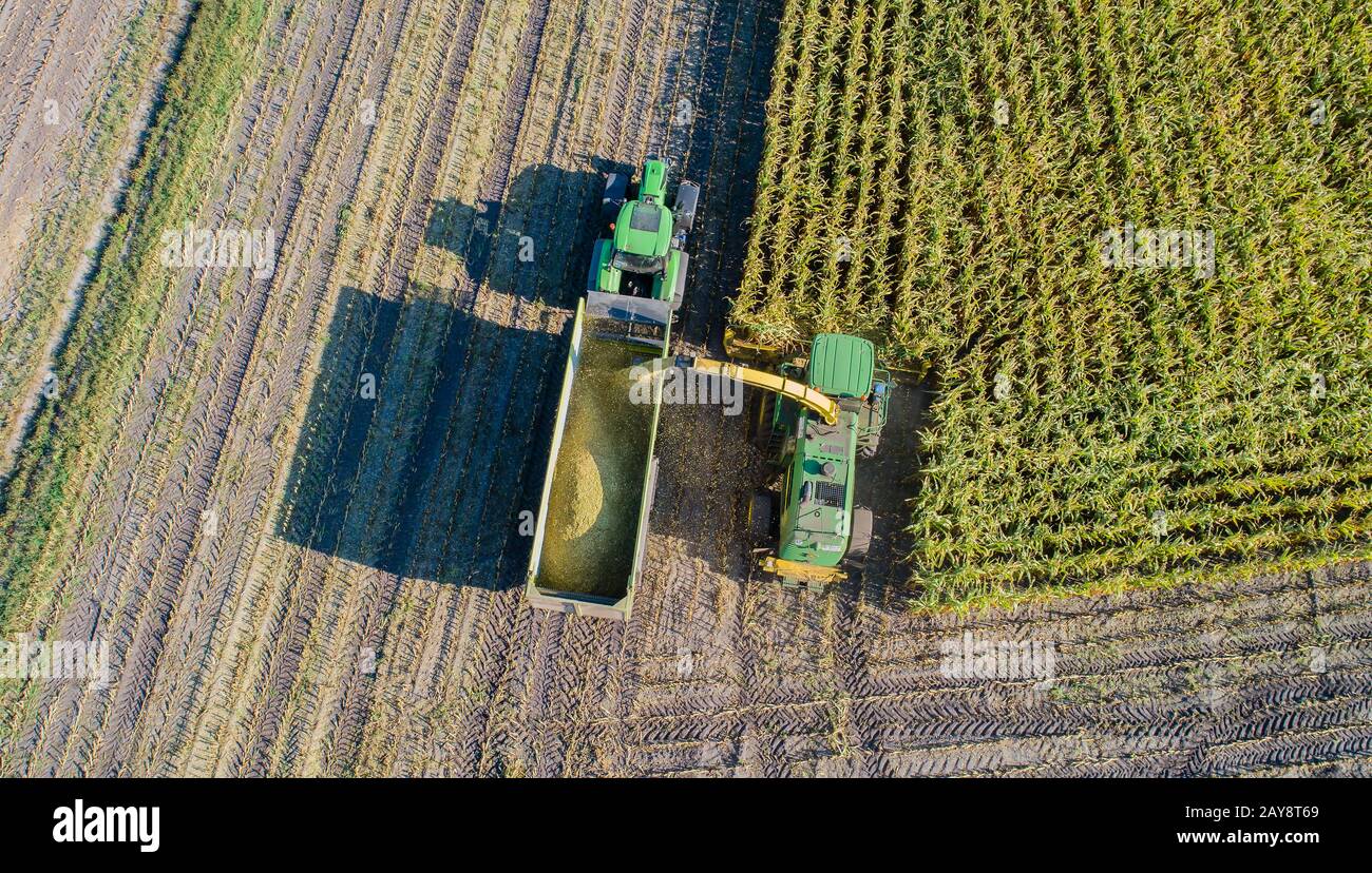 Corn crop, agricultural activity for harvest season Stock Photo - Alamy