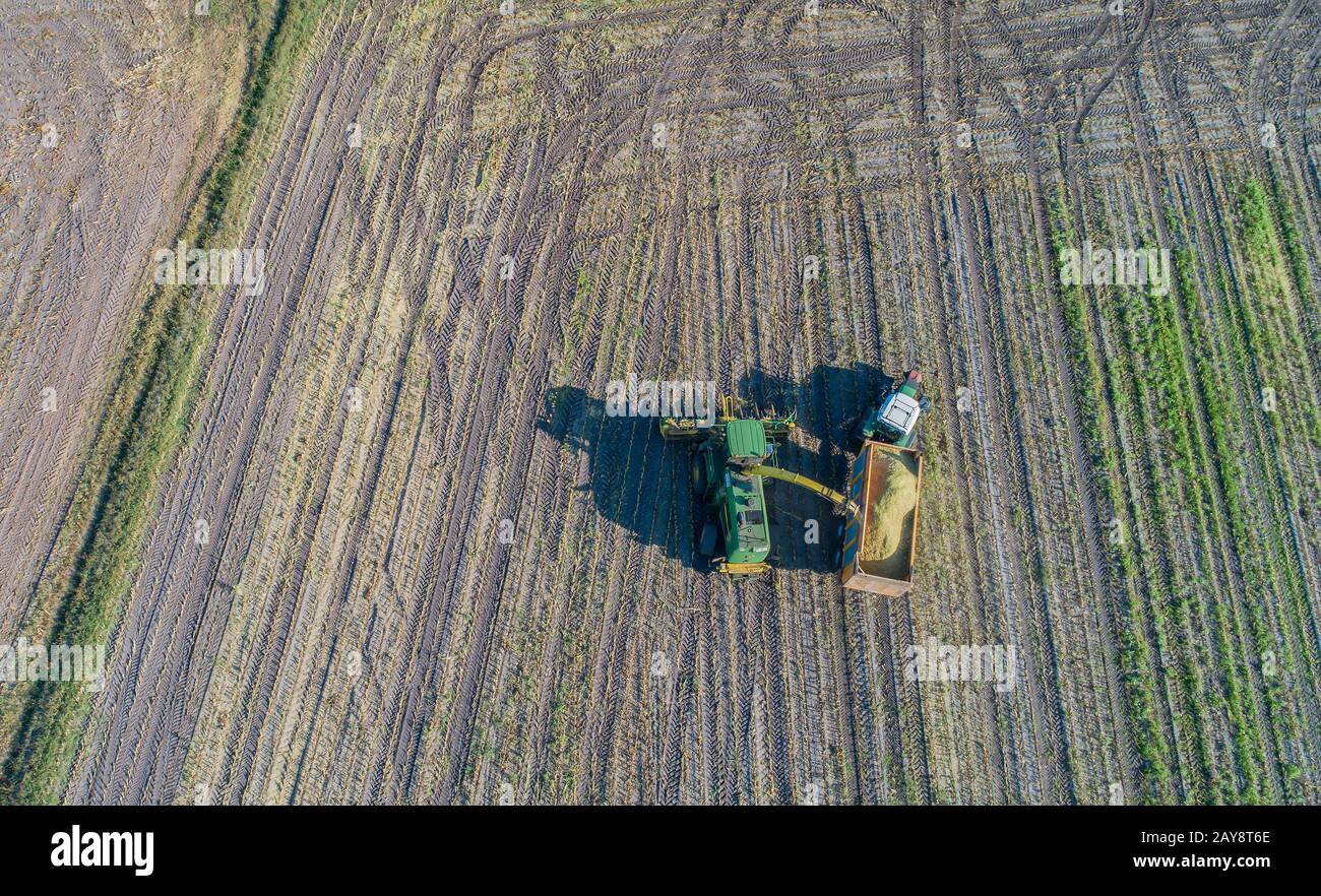 Corn crop, agricultural activity for harvest season Stock Photo - Alamy