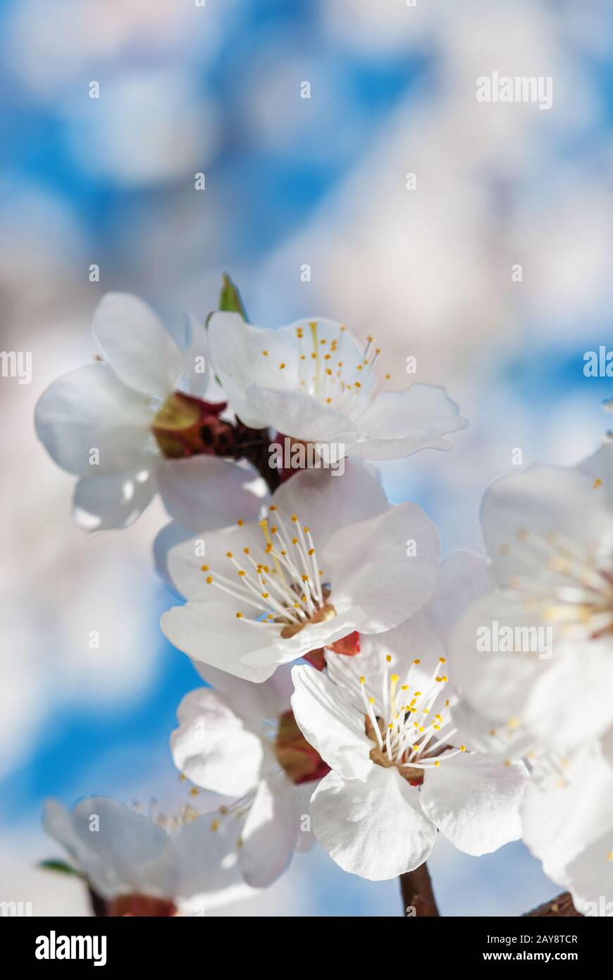 The cherry blossoming hi-res stock photography and images - Alamy