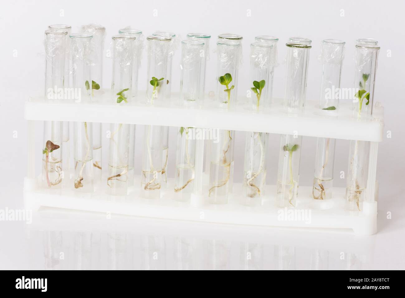 Biotechnological Research In The Laboratory Stock Photo Alamy