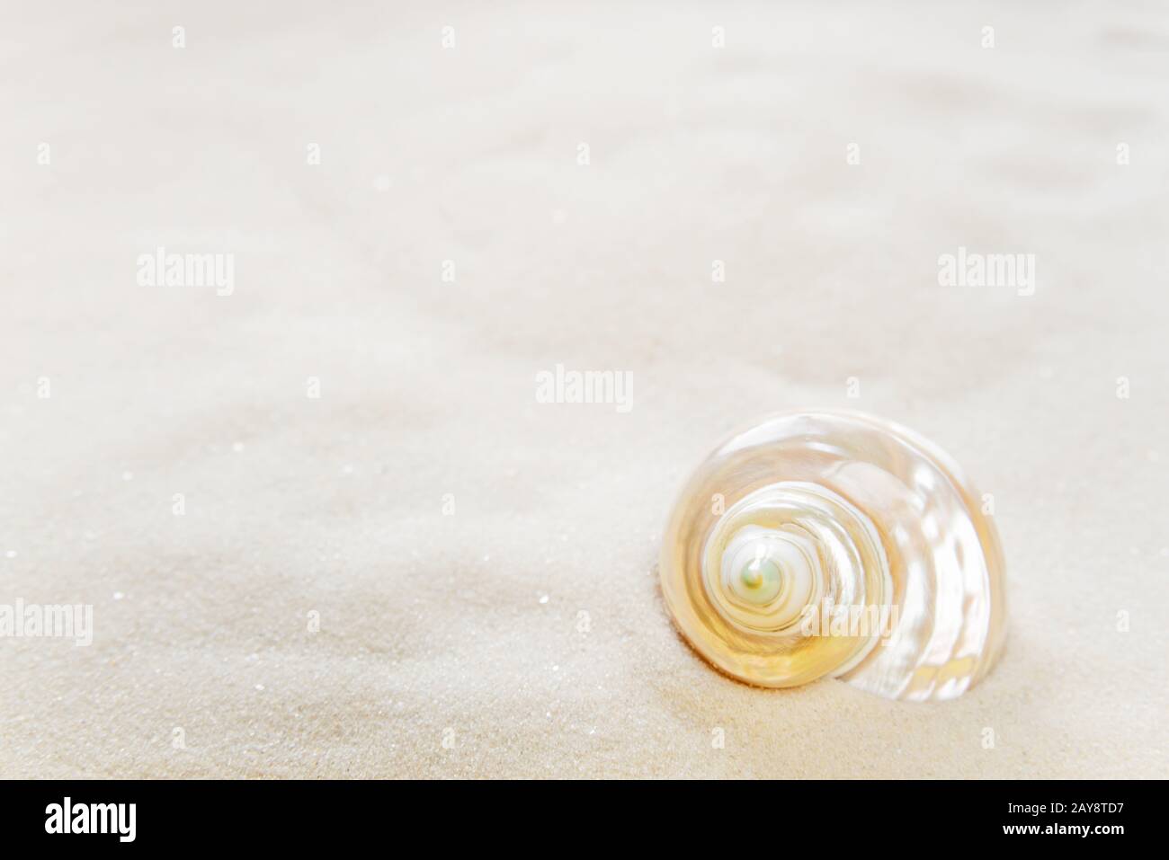 One shell on the sea sand Stock Photo - Alamy